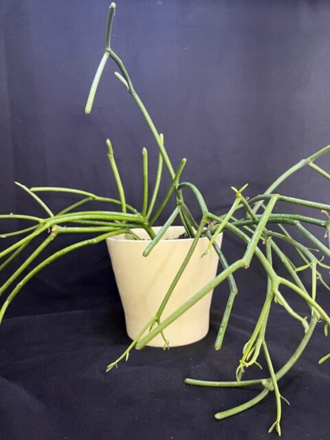Pencil Cactus | Little Green Grow